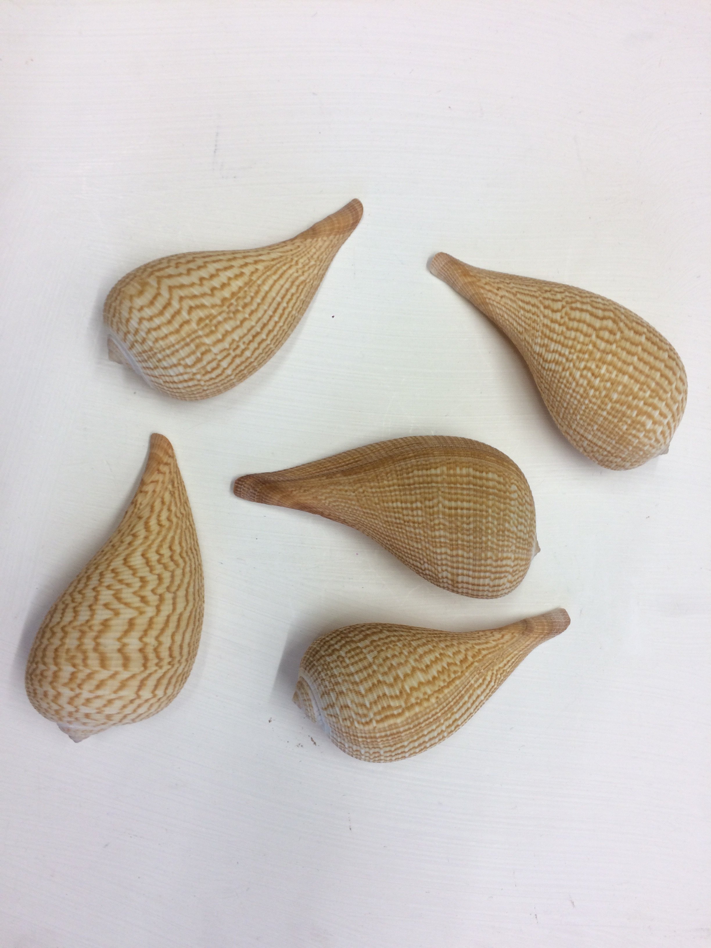 5 x Graceful Fig Sea Shells - Ficus Gracilis 12cm+ - Sea Shells ...
