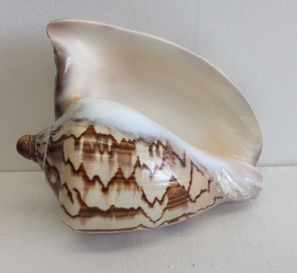 Large Noble Volute Shell XL Shells - Sea Shells - 15-20cm on Storenvy